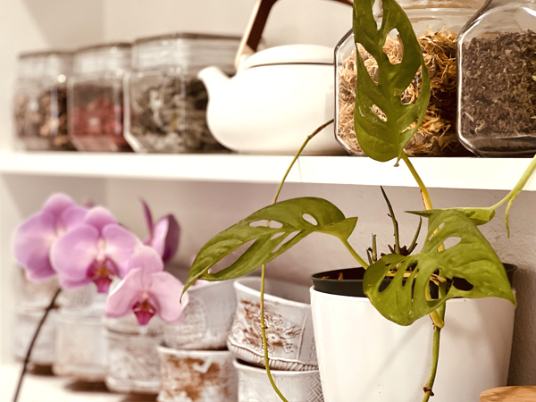 Botanical Bliss - Saltay Hanalei Bay